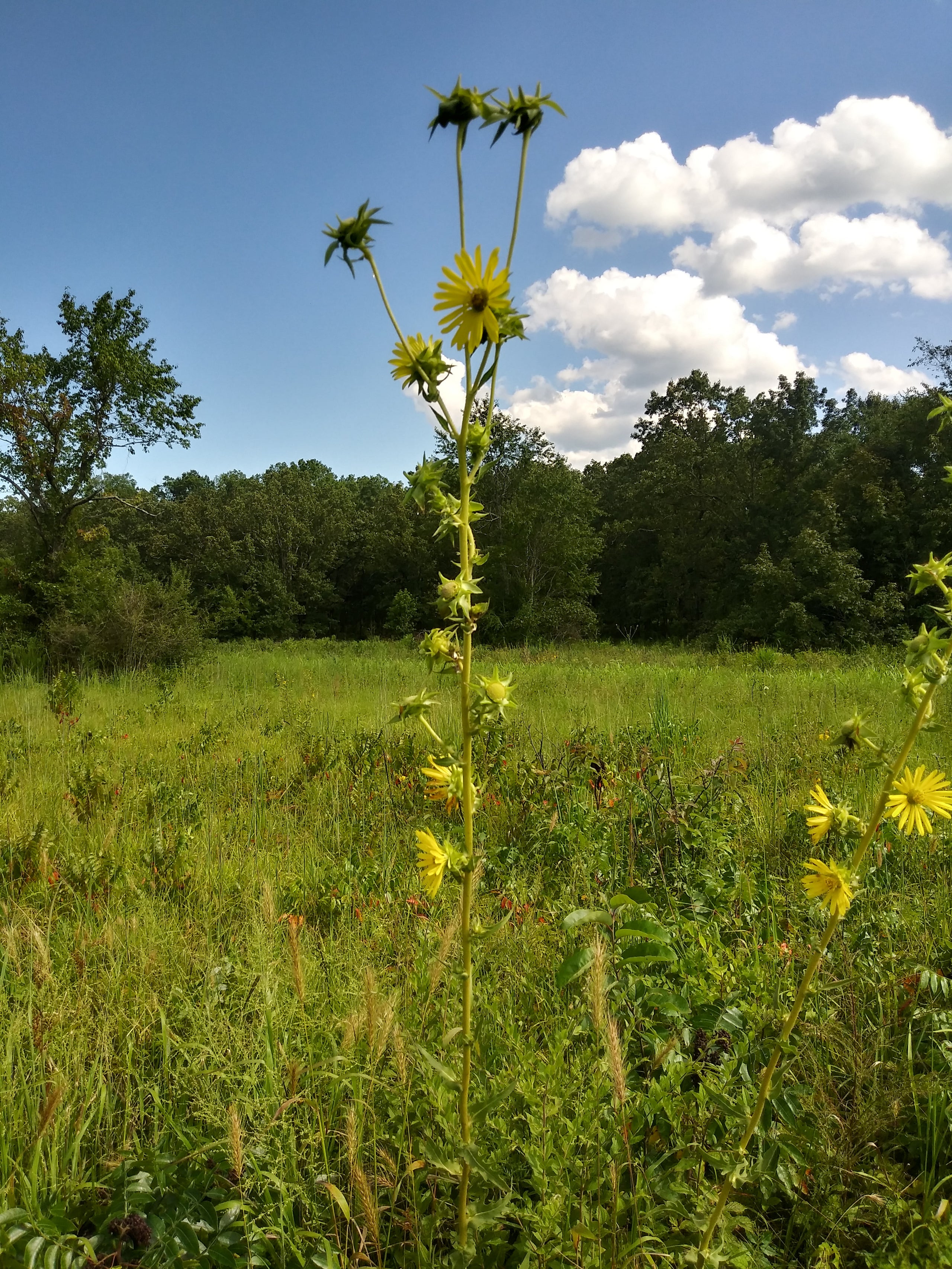 Silphium laciniatum (Compass Plant) | Grand Prairie Nursery